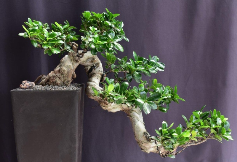 Green Emerald Ficus Bonsai Tree Cascade Style