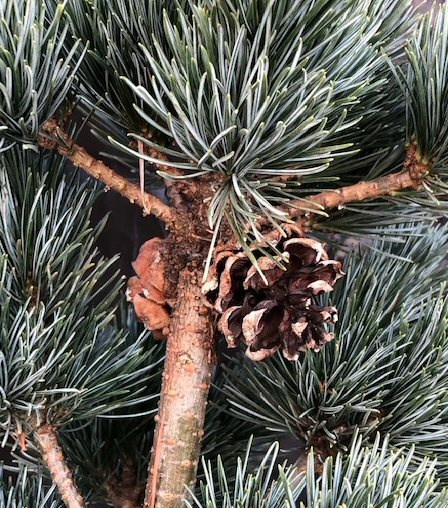 Japanese White Pine Bonsai Tree (Pinus Parviflora 'Bergman')