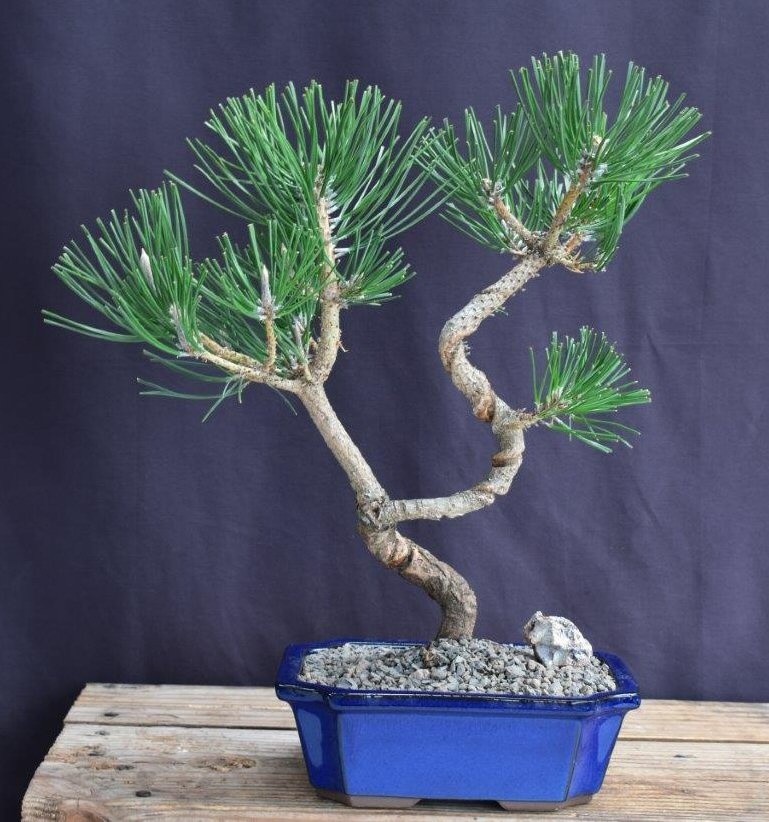 Japanese Black Pine Bonsai Tree (Pinus Thunbergii 'Thunderhead')