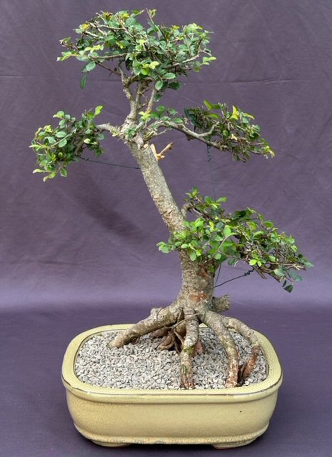 Chinese Elm Bonsai Tree with Exposed Roots and Tiered Branching Ulmus ...