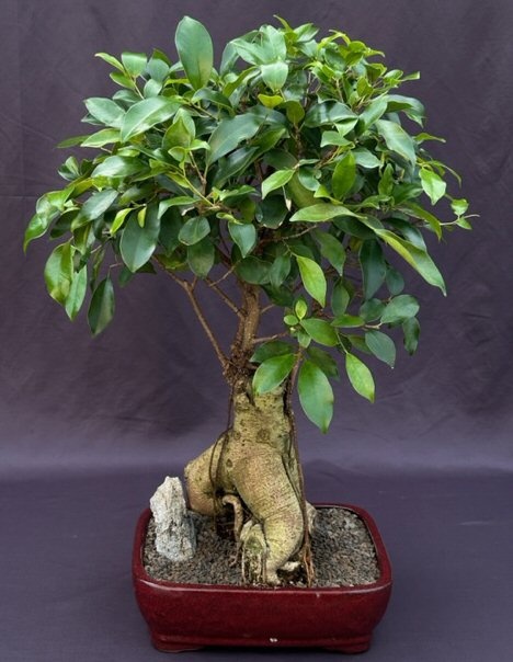 Ginseng Ficus Bonsai Tree (Ficus Retusa) for Indoor Use