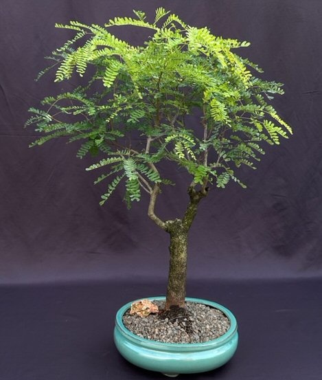 Flowering Horseflesh Mahogany Bonsai Tree (Lysiloma Sabicu) - 27 Years ...