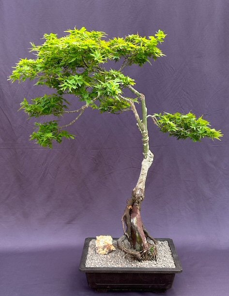Beni Hime Dwarf Japanese Maple Bonsai Tree Root Over Rock Acer Palmatum