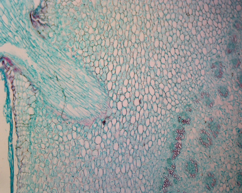 Gsc International Basswood Tilia Root Typical Dicot Root Cross Section Gsc International Basswood Tilia Root Typical Dicot Root Cross Section