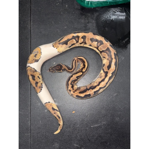 Piebald (Low White) Ball Python (Python Regius)