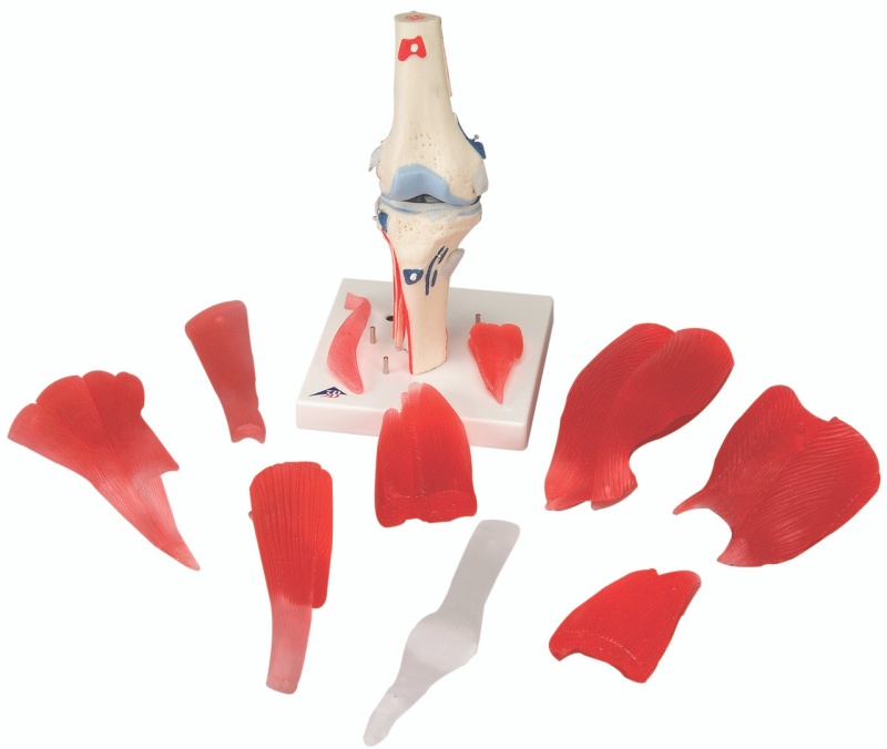 Knee Joint Anatomical Model With Removeable Muscles And 3B Smart Anatomy