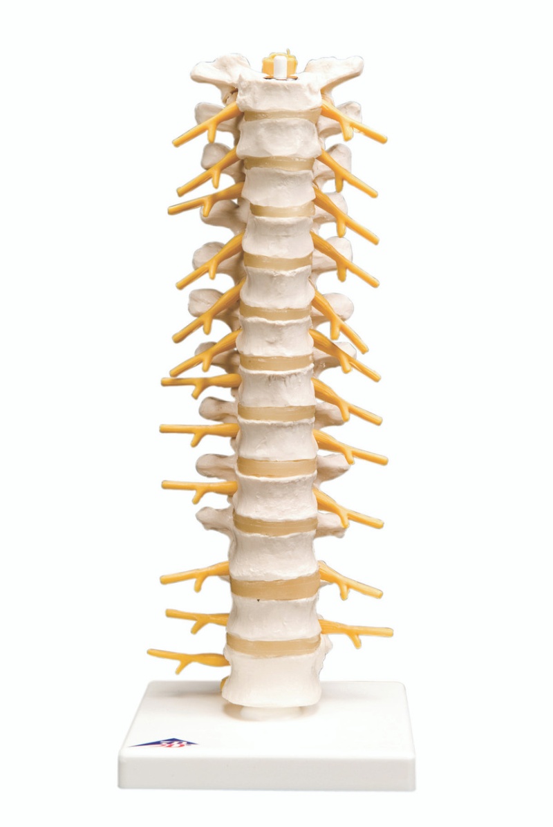 Anatomical Thoracic Spinal Column, 3B Smart Anatomy