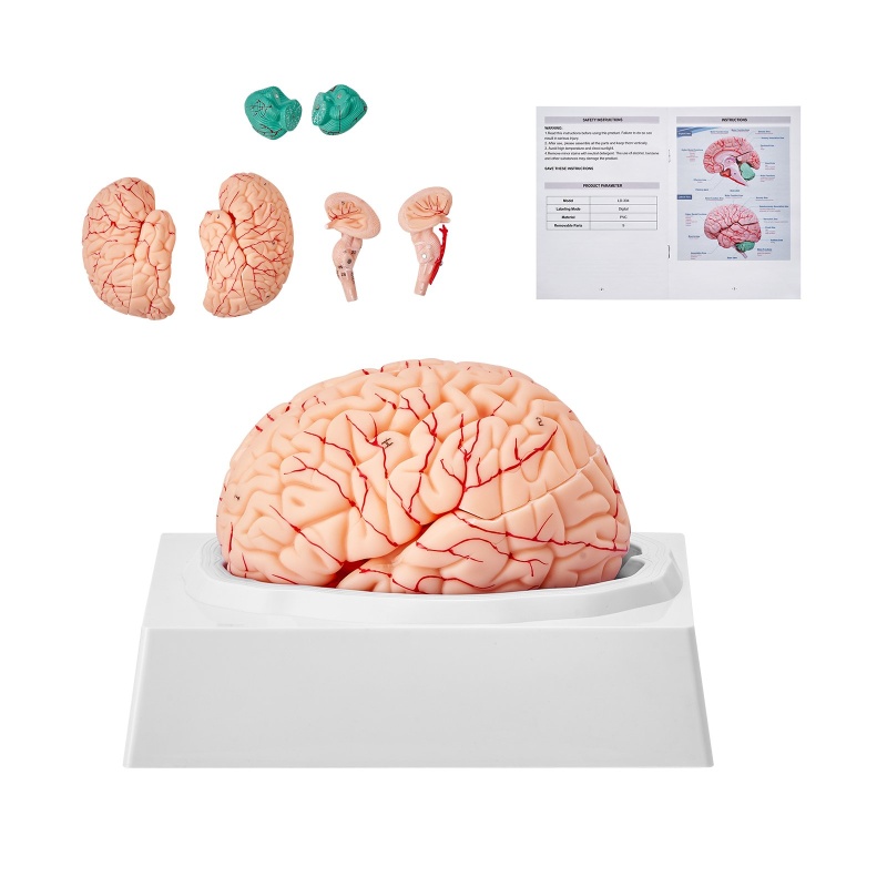 Buy Vevor Human Brain Model Anatomy Online, 1:1 Life-Size 9-Part ...